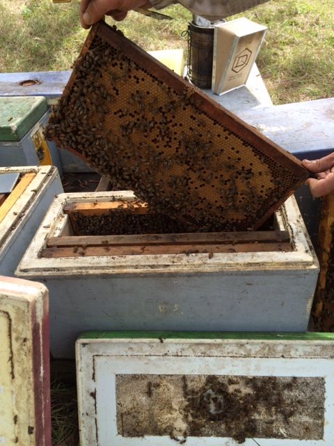 2019 Spring Nucs May only, April fully booked. | Beesource Beekeeping Forums